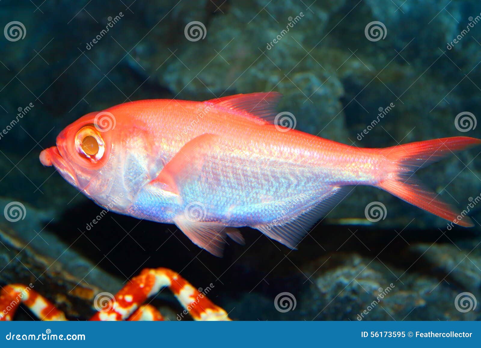Splendid Alfonsino, Japanese Kinmedai Royalty-Free Stock Photo ...