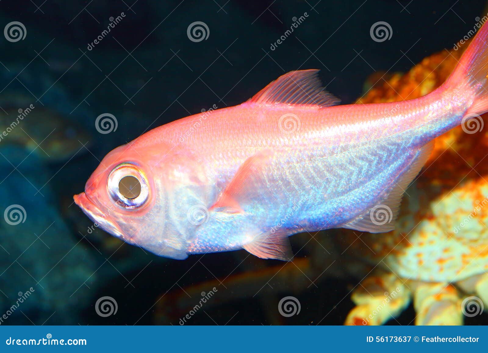 Splendid Alfonsino, Japanese Kinmedai Royalty-Free Stock Photo ...