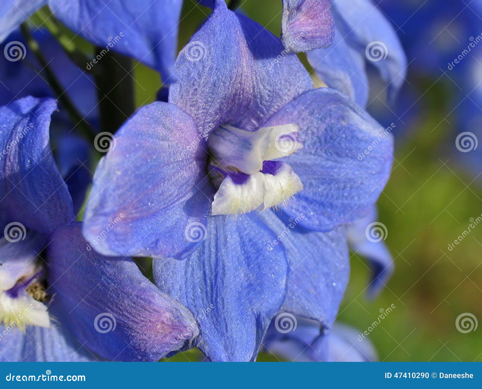 Splendid blue delphinium stock photo. Image of delphinium - 47410290