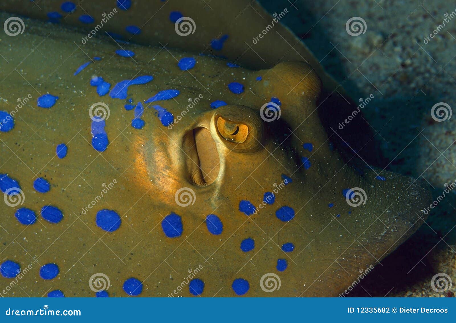 Splendid Blue Spotted Sting Ray Stock Photo - Image of sport, holiday ...