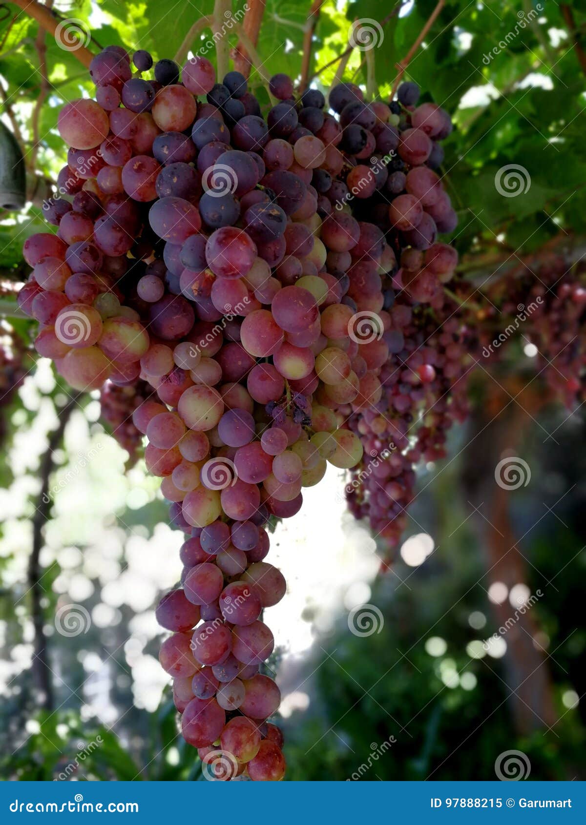 Splendid Clusters of Red Grapes Stock Image - Image of bunch, harvest ...