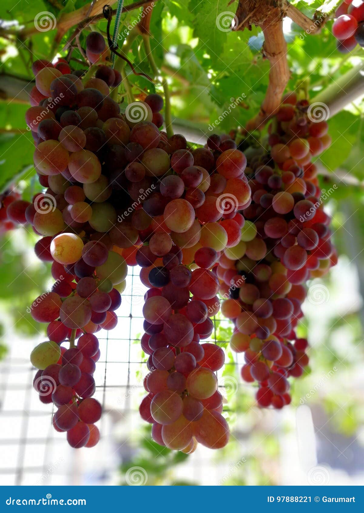 Splendid Clusters of Red Grapes Stock Image - Image of healthy, nature ...