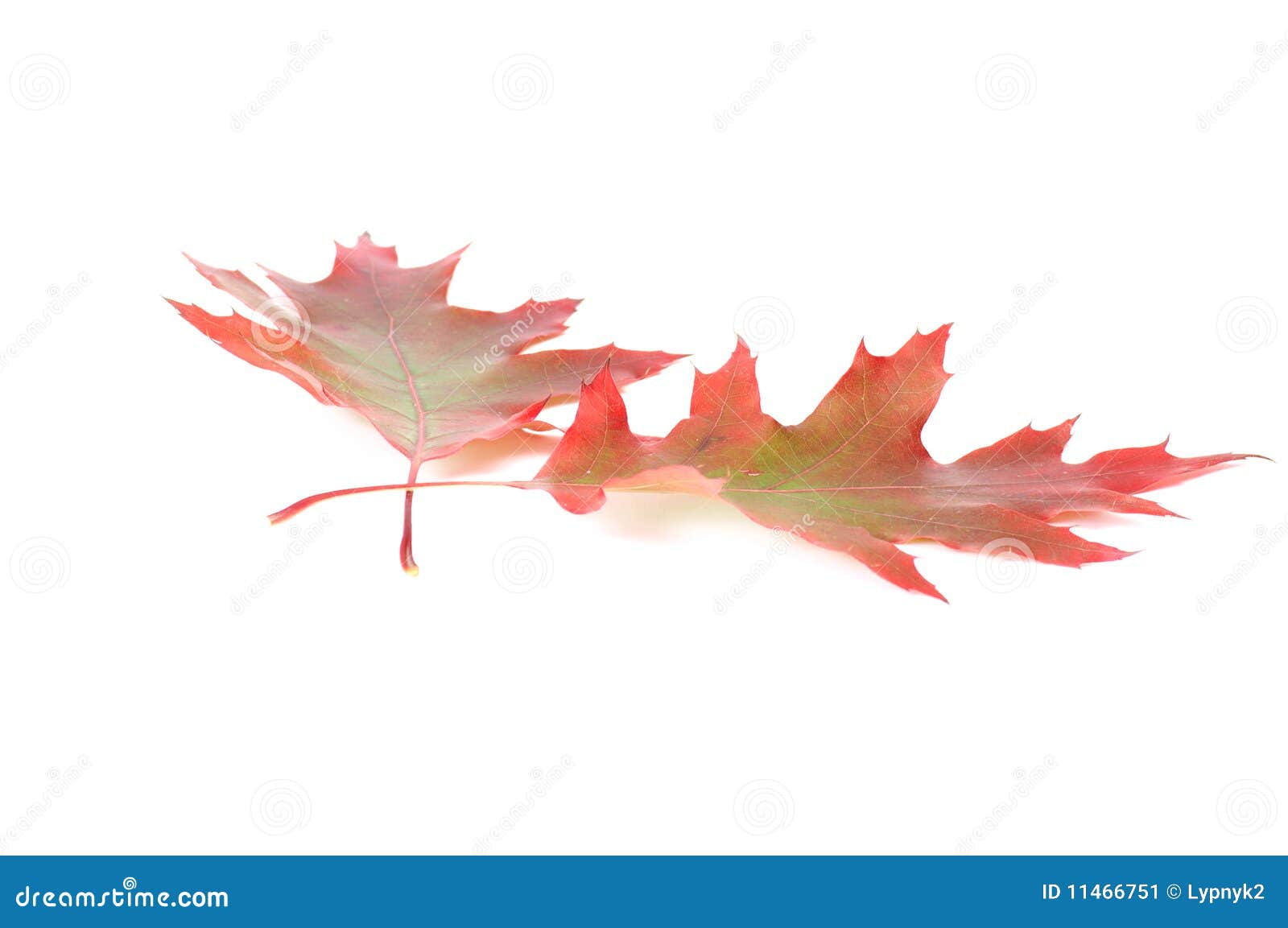 Splendid colorful leaves. stock image. Image of september - 11466751