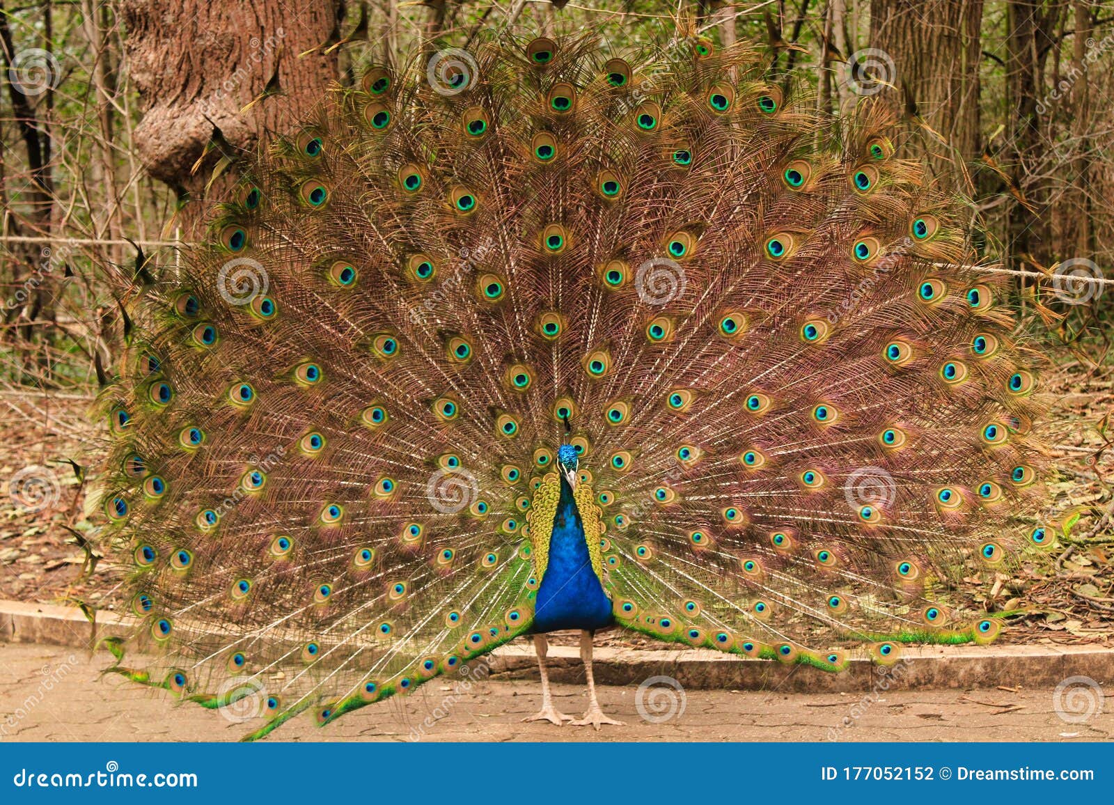 A Splendid Colourful Peacock Stock Photo - Image of peacock, ritual ...