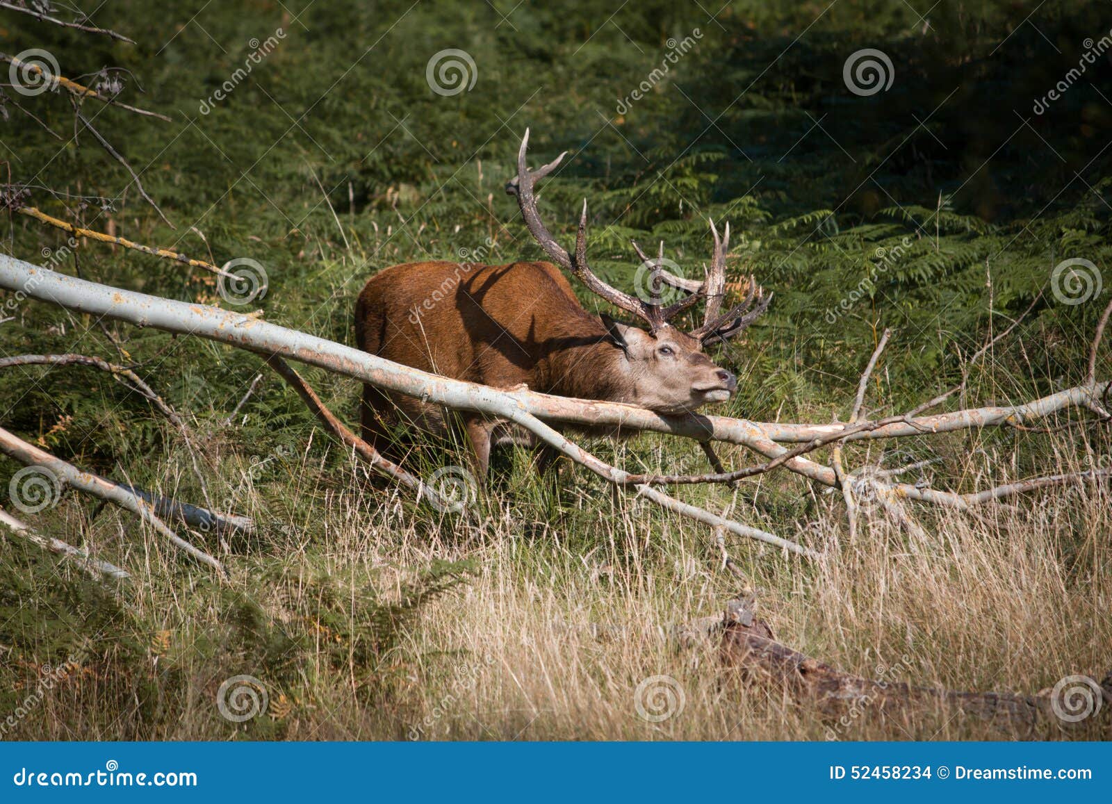 Splendid Deer Scratching with a Branch in Forest in Richmond Par Stock ...