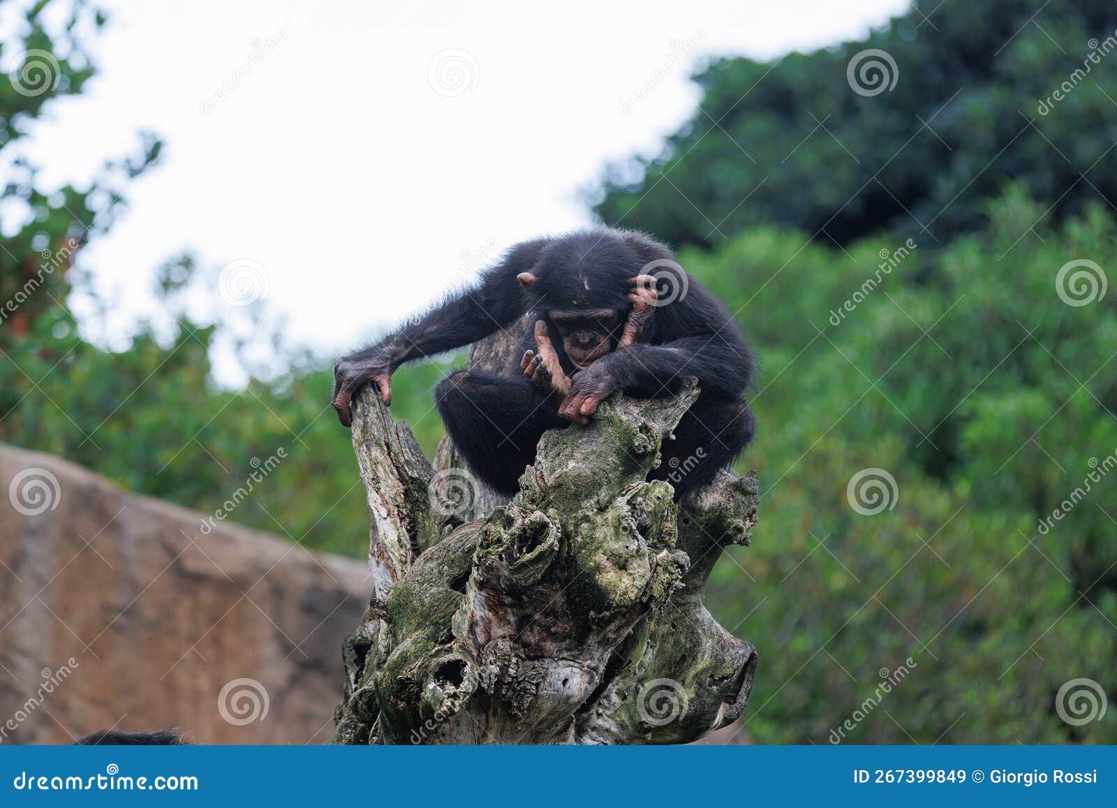 Splendid Exemplar of Monkey in a Naturalistic Environment Stock Image ...