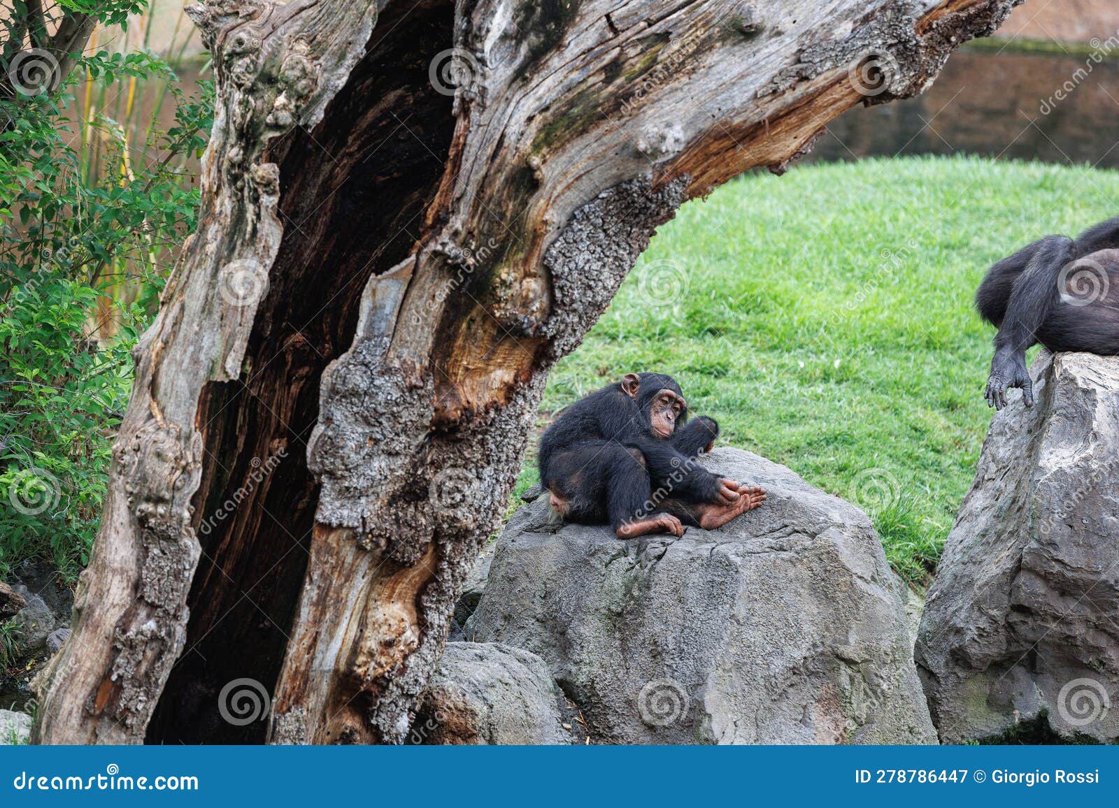 Splendid Exemplar of Monkey in a Naturalistic Environment Stock Image ...