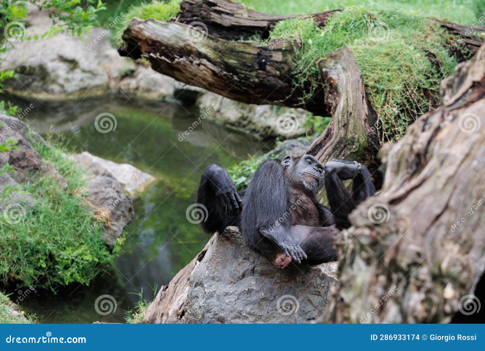 Splendid Exemplar of Monkey in a Naturalistic Environment Stock Photo ...