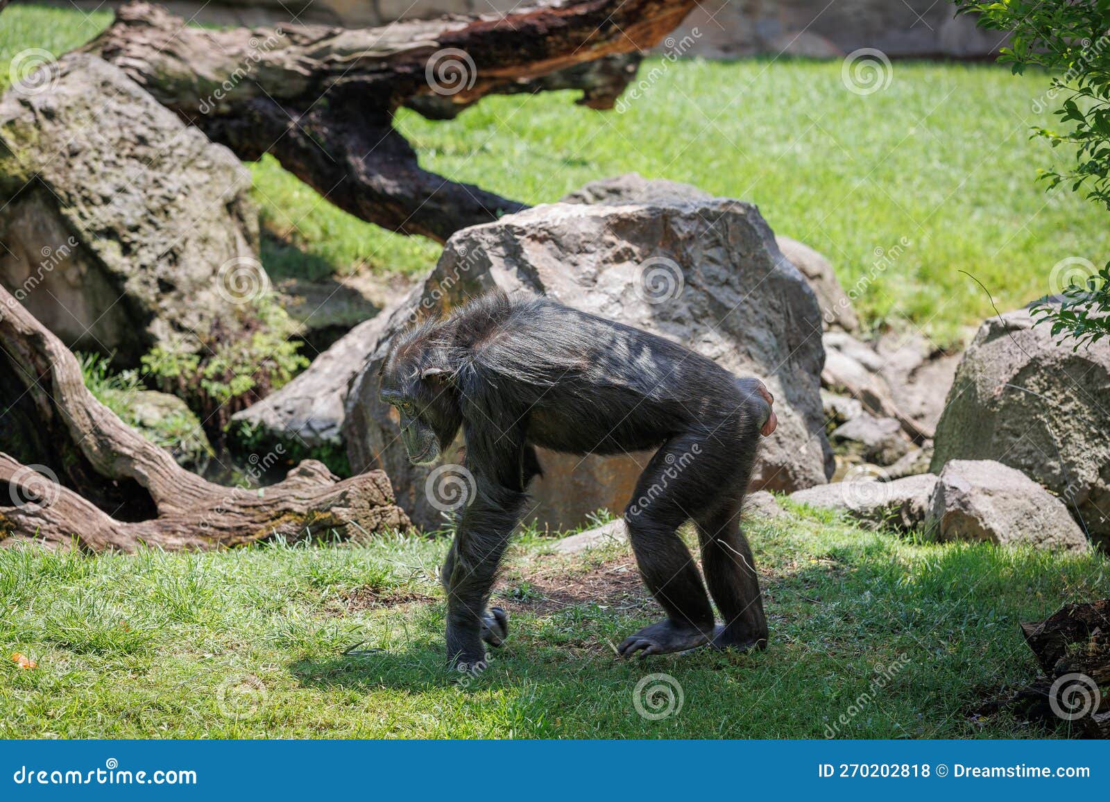 Splendid Exemplar of Monkey in a Naturalistic Environment Stock Photo ...