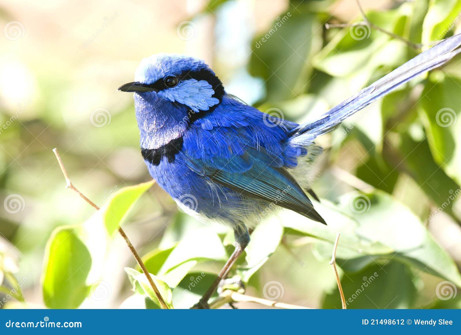 Splendid Fairy Wren