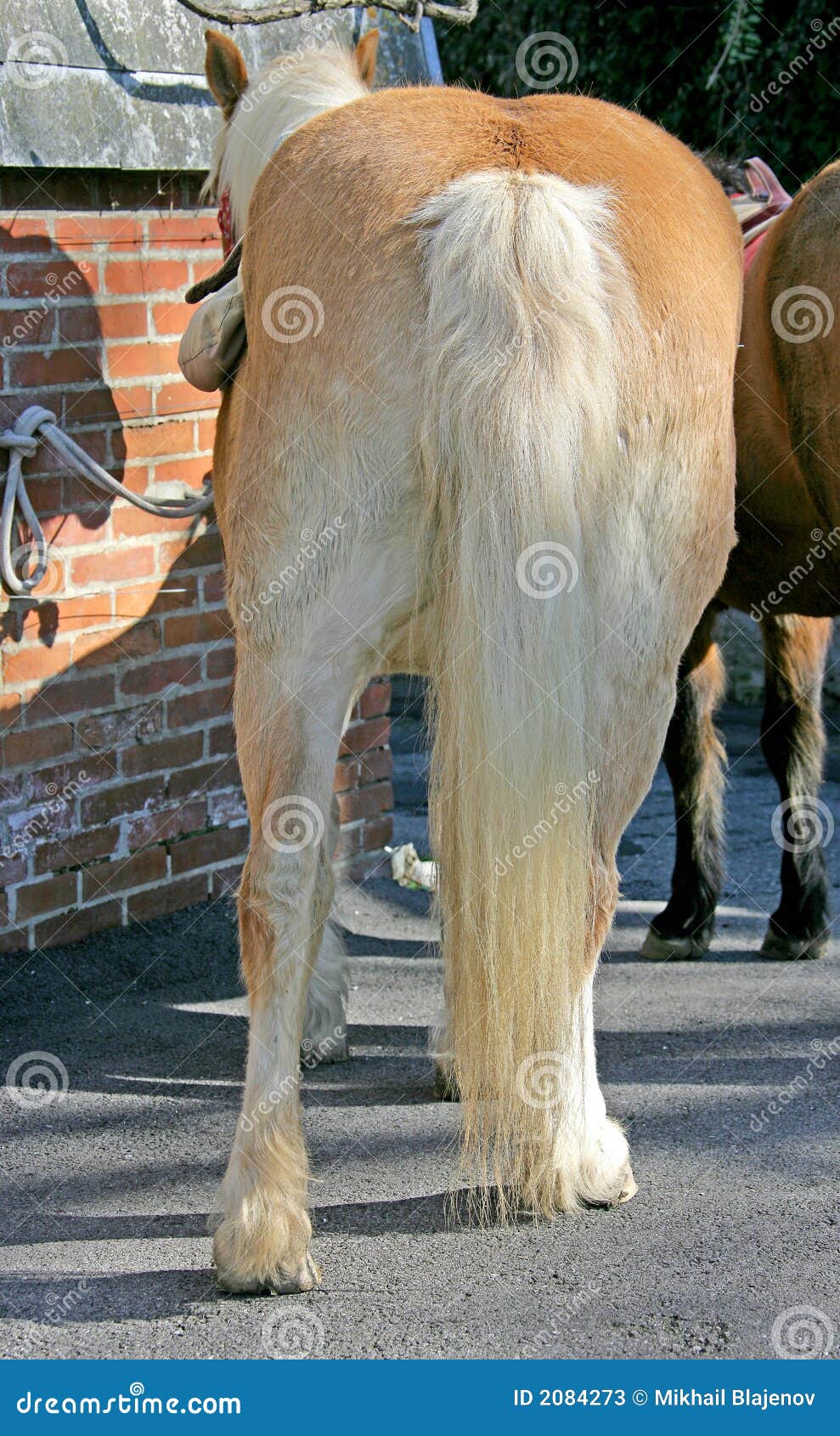 Splendid Horse Tail 1 stock image. Image of horse, animal - 2084273
