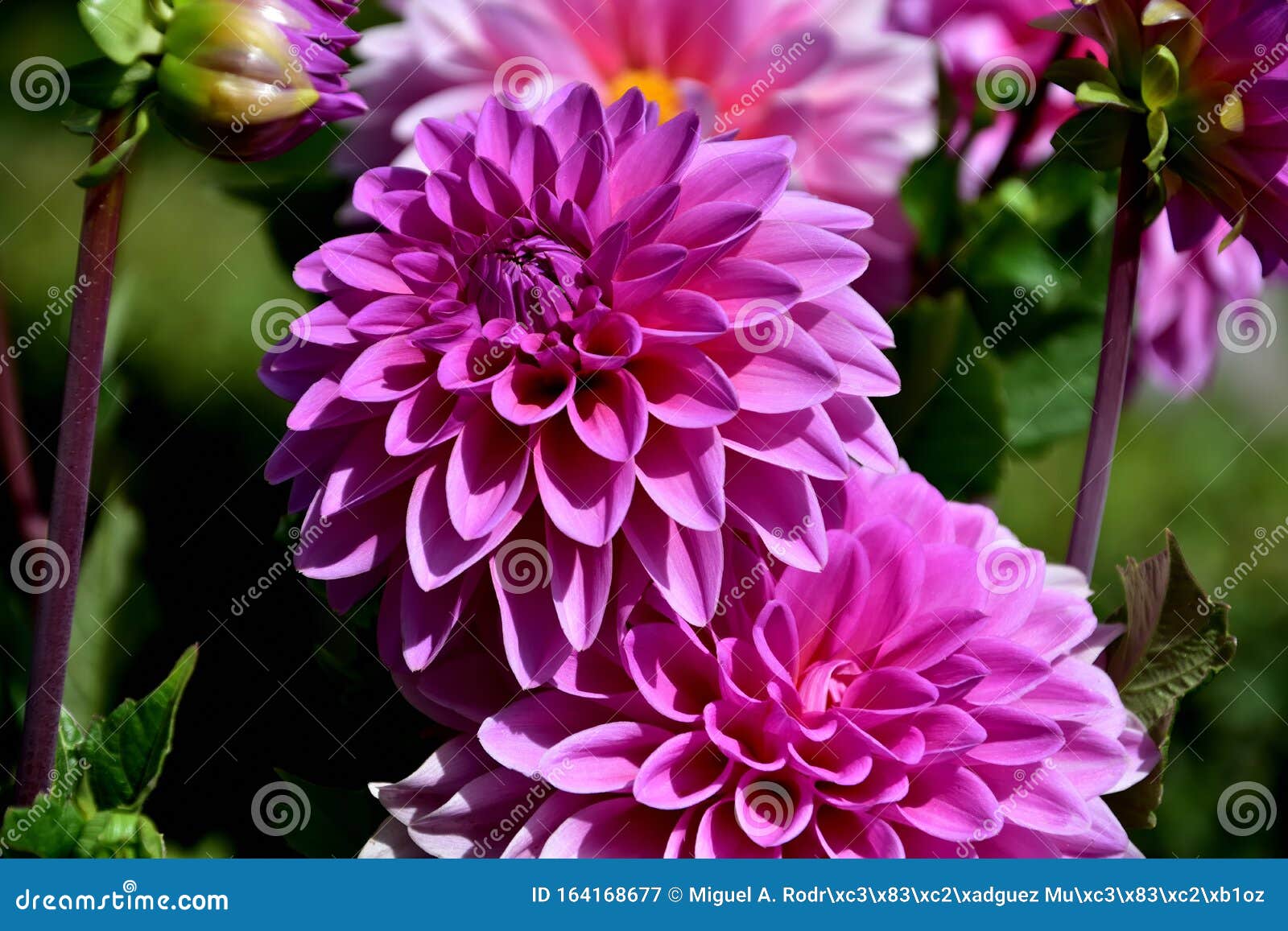 Intense Pink Flower in the Sunlight Stock Image - Image of gardening ...
