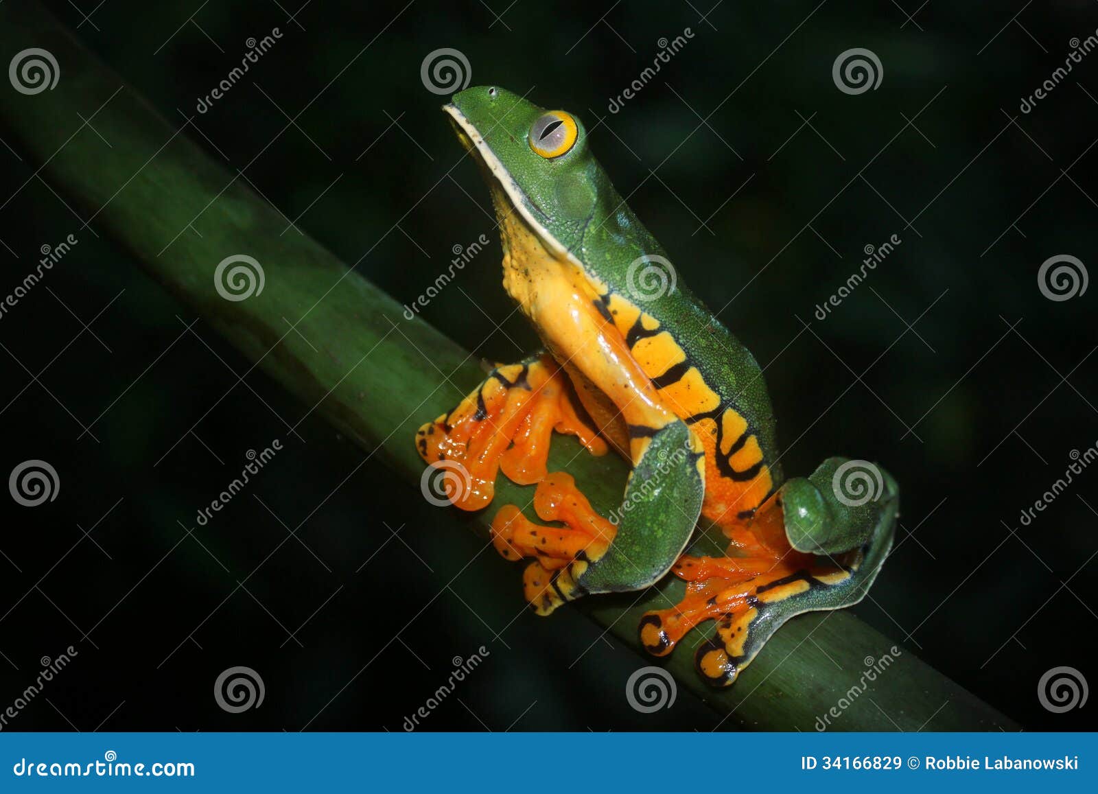 Splendid Leaf Frog stock image. Image of treefrog, animals - 34166829