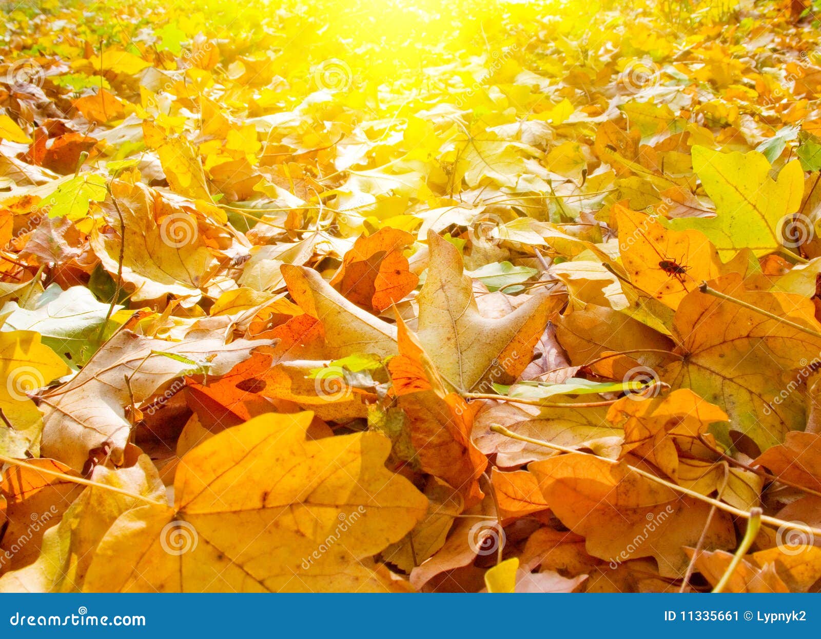 Splendid Morning View of Autumn Leaves. Stock Image - Image of ...