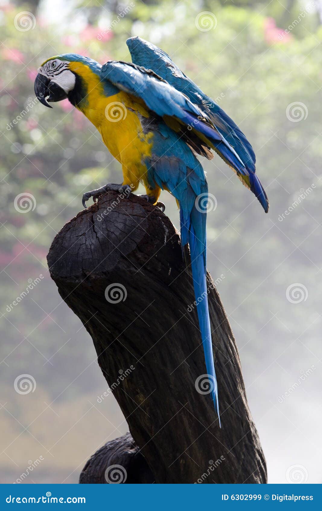 Splendid Parrot in the Wilderness Stock Image - Image of forest ...
