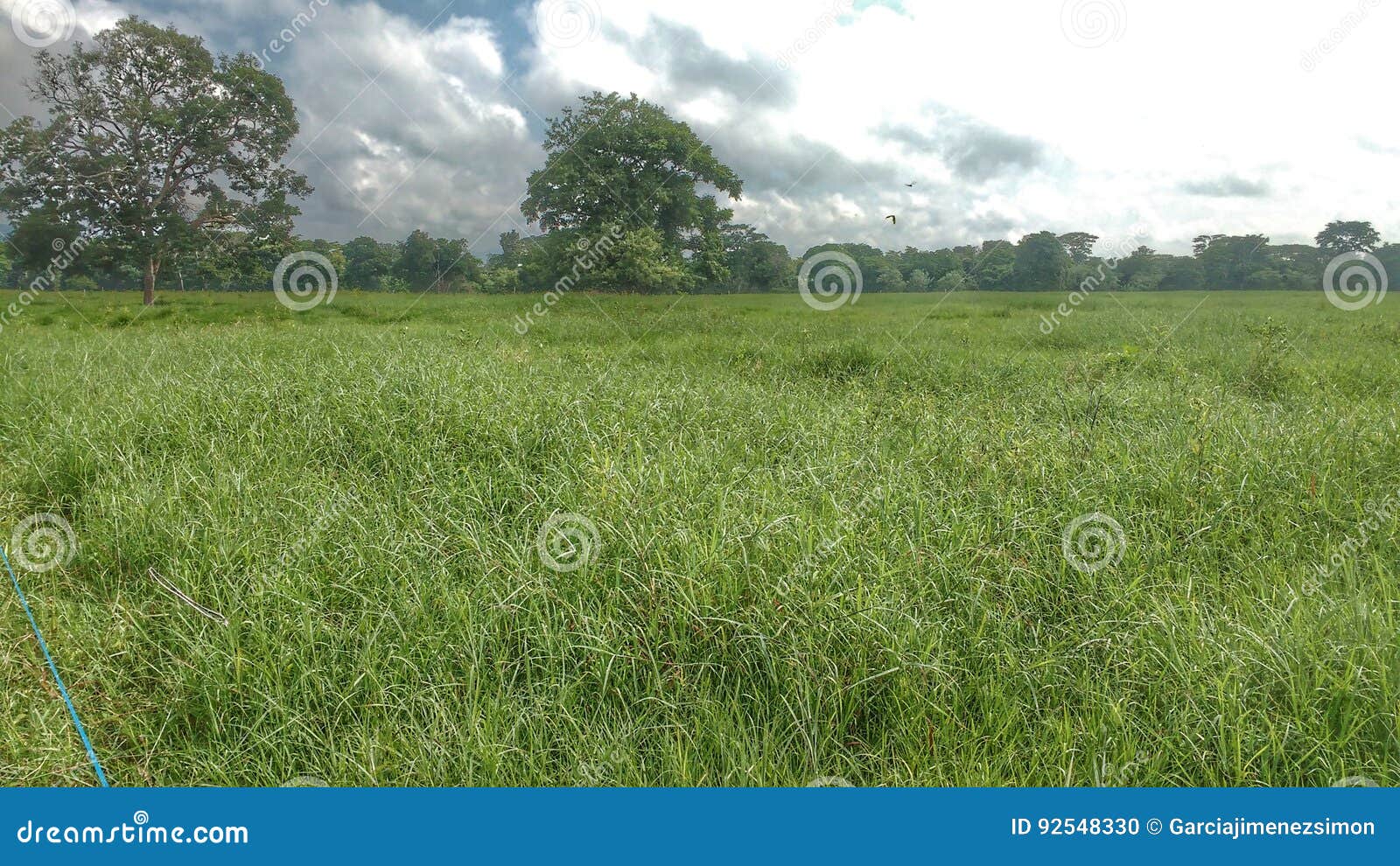 Splendid plain stock photo. Image of greens, splendid - 92548330