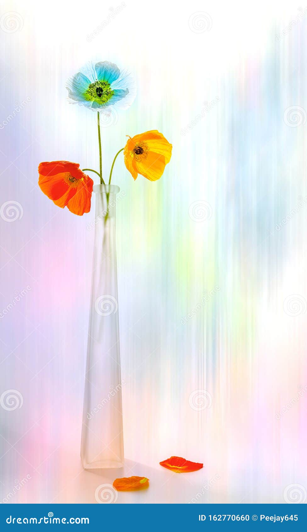 Splendid Poppies in a vase stock photo. Image of white - 162770660