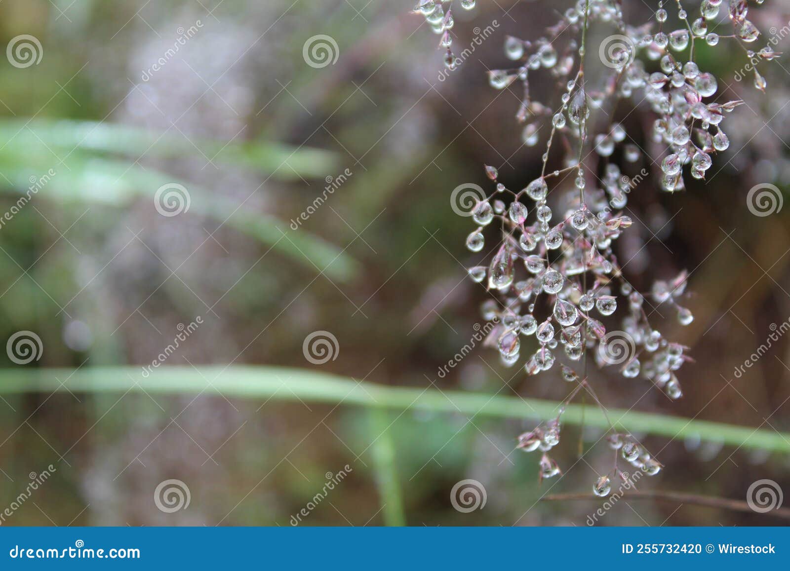 Splendid Shallow Focus of Rain Drops in Nature Stock Photo - Image of ...