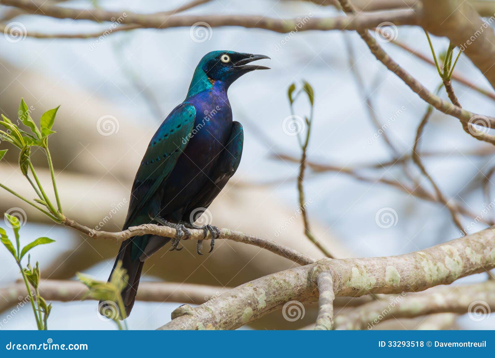 Splendid Starling stock photo. Image of perched, bird - 33293518