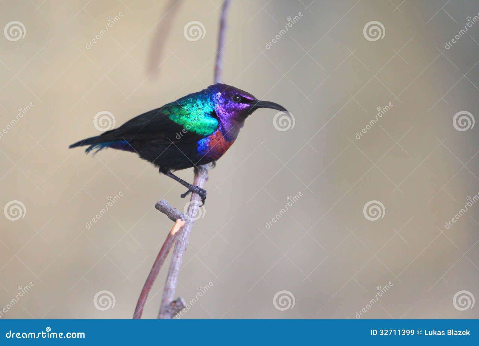 Splendid sunbird stock image. Image of cinnyris, animal - 32711399