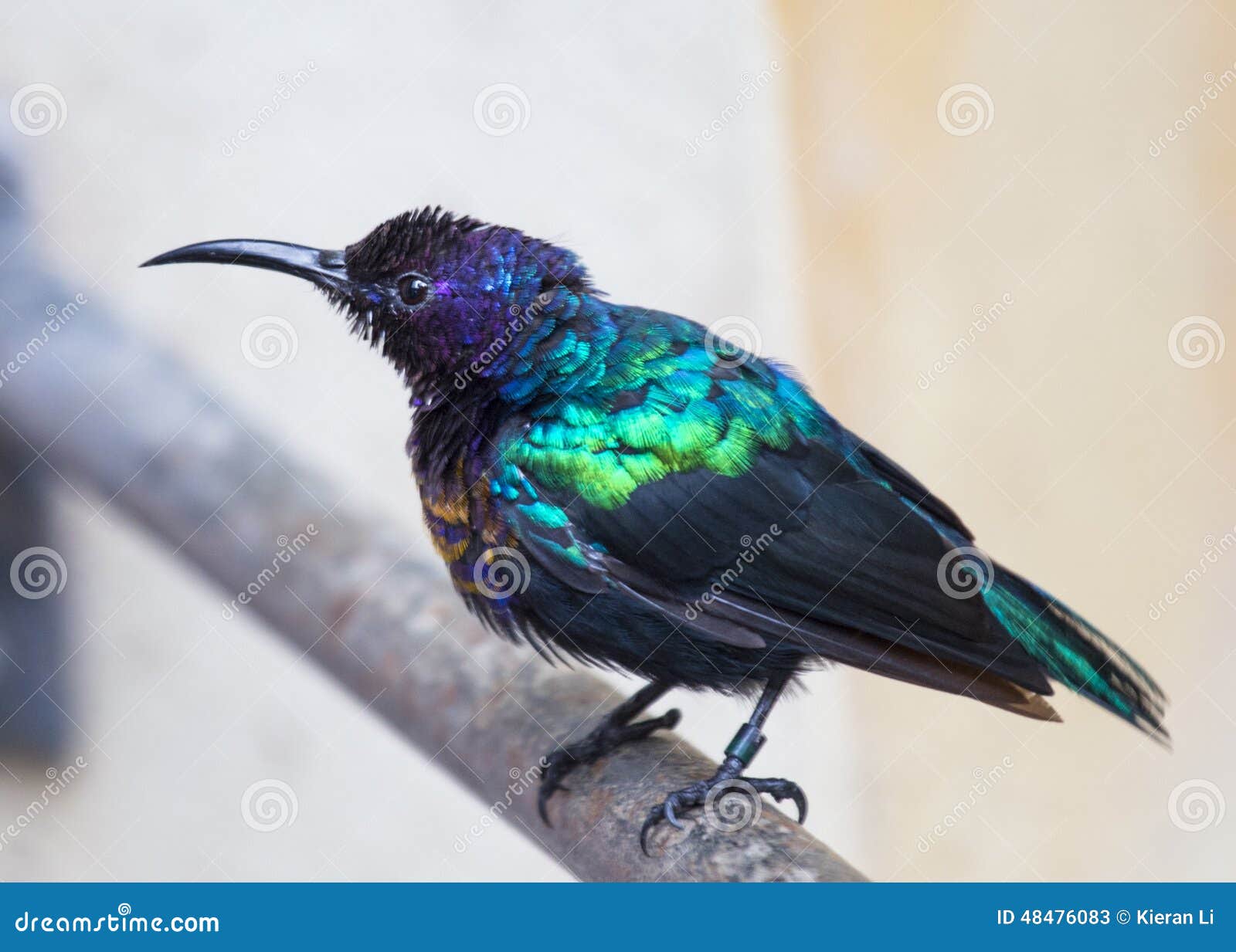 Splendid Sunbird stock image. Image of color, bush, animals - 48476083