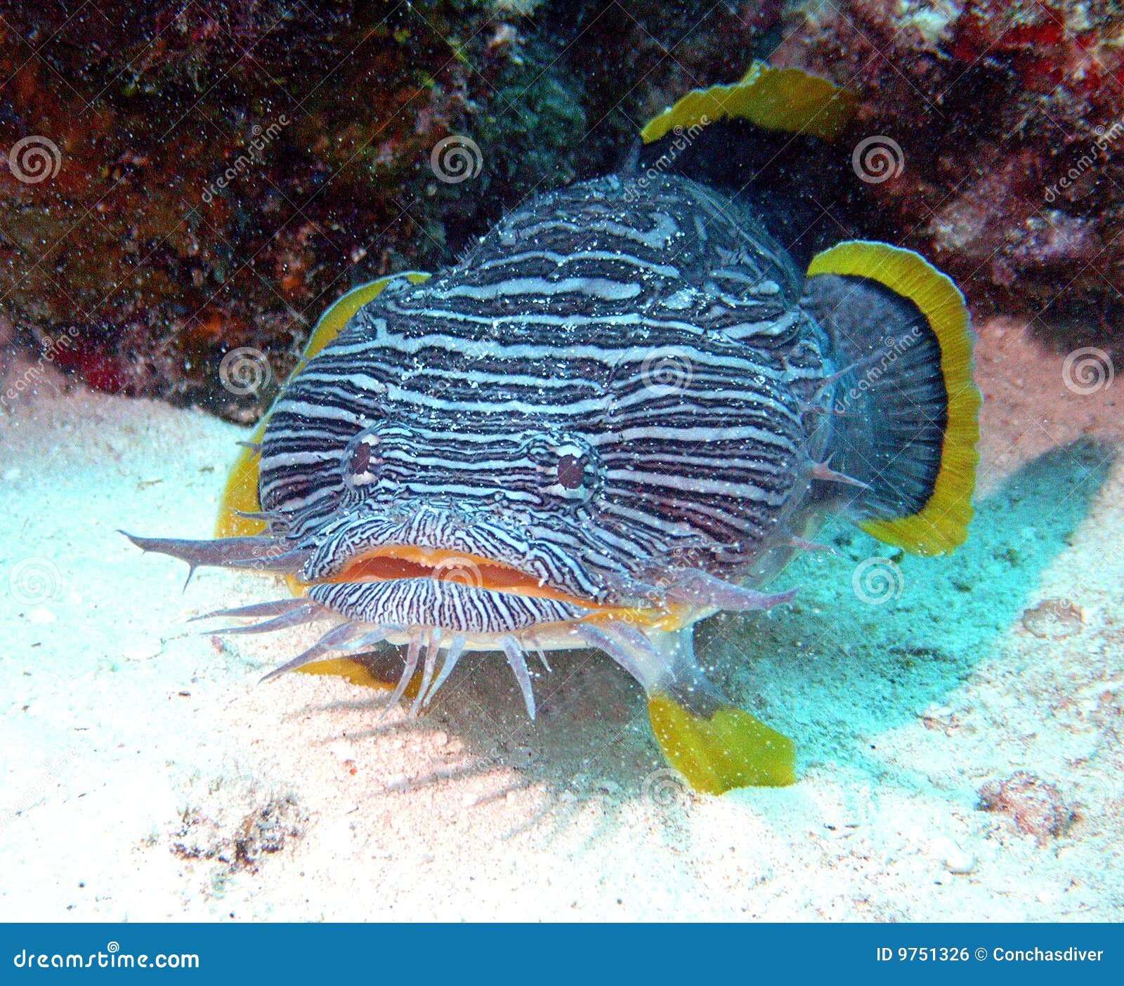 Splendid Toadfish