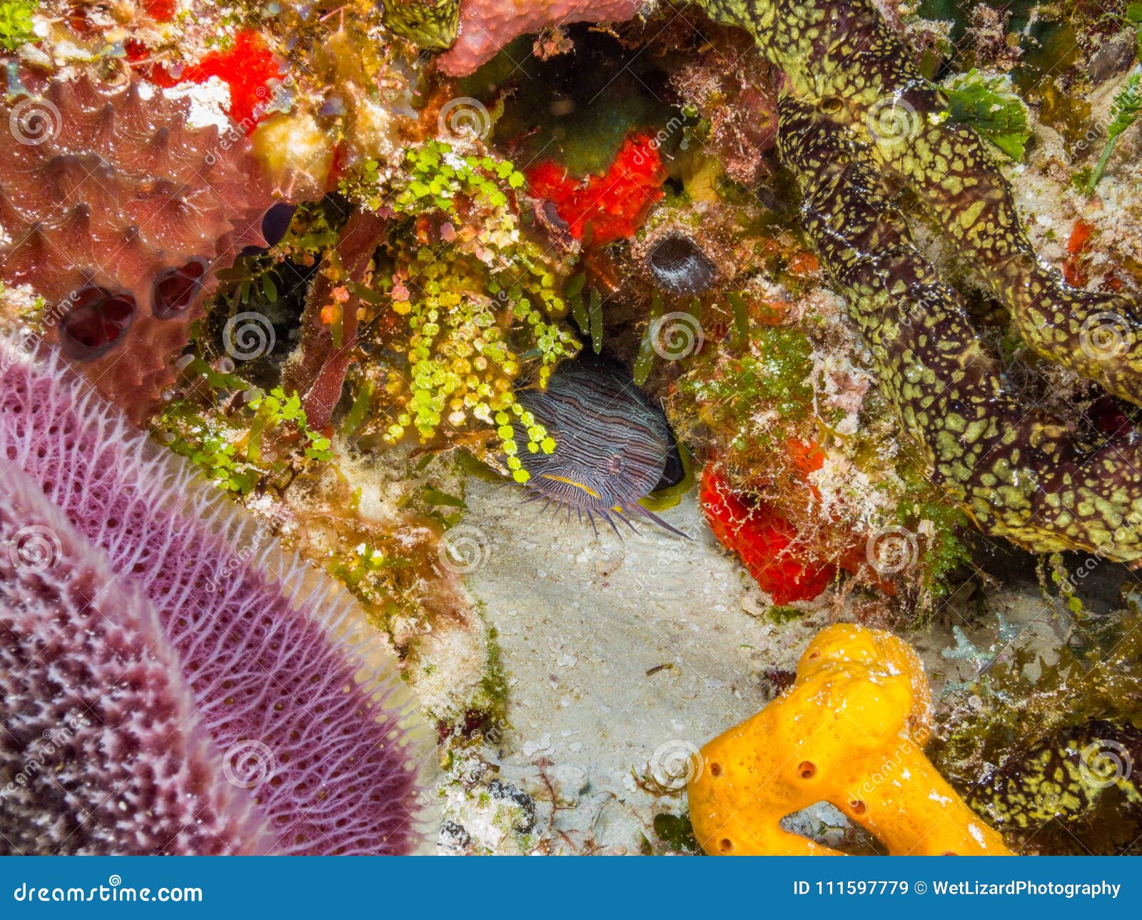 Splendid Toadfish in Coral Reef Stock Image - Image of tropical ...