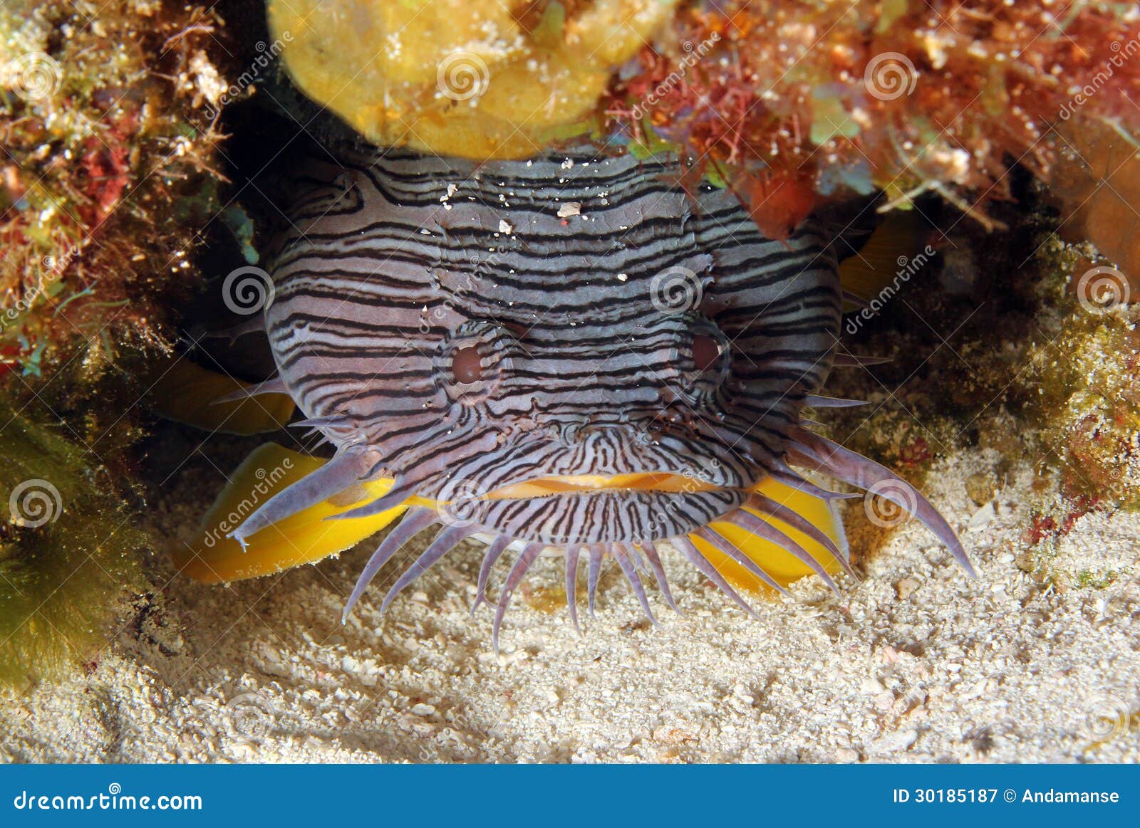 Splendid Toadfish stock image. Image of tropical, animal - 30185187