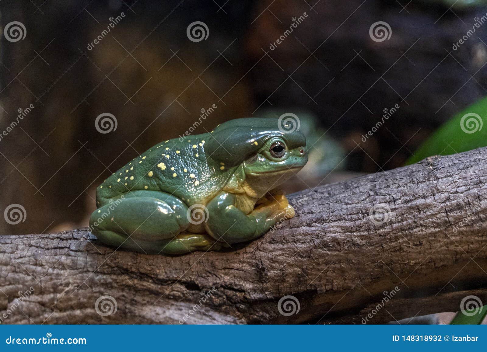 Splendid Tree Frog on a Branch Stock Photo - Image of spotted, animal ...