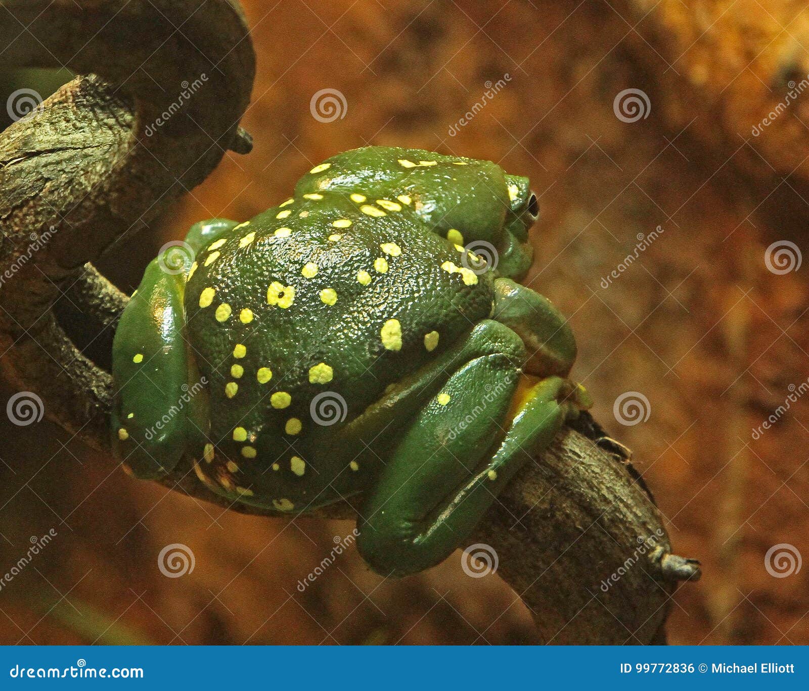 Splendid Tree Frog stock photo. Image of detail, spotted - 99772836