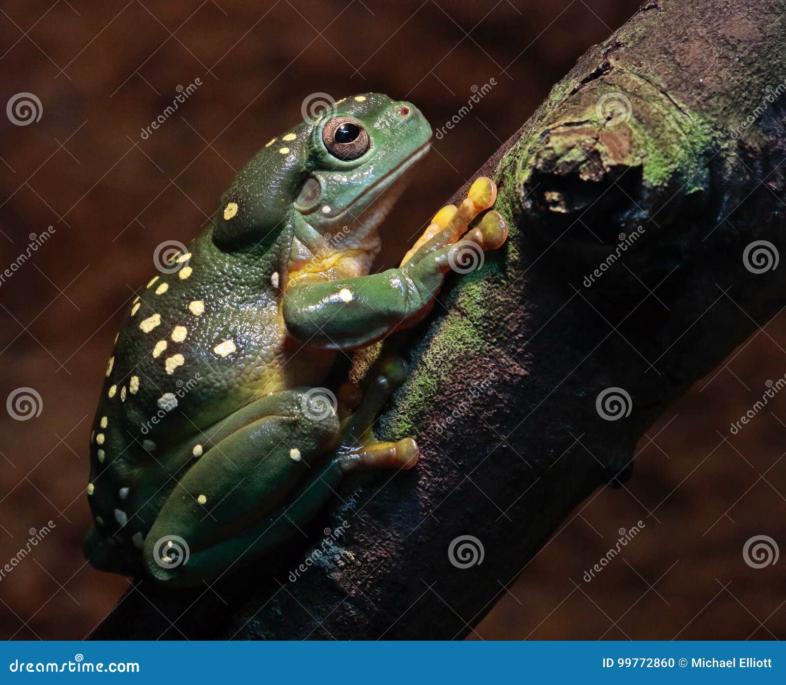 Splendid Tree Frog stock photo. Image of toad, australian - 99772860