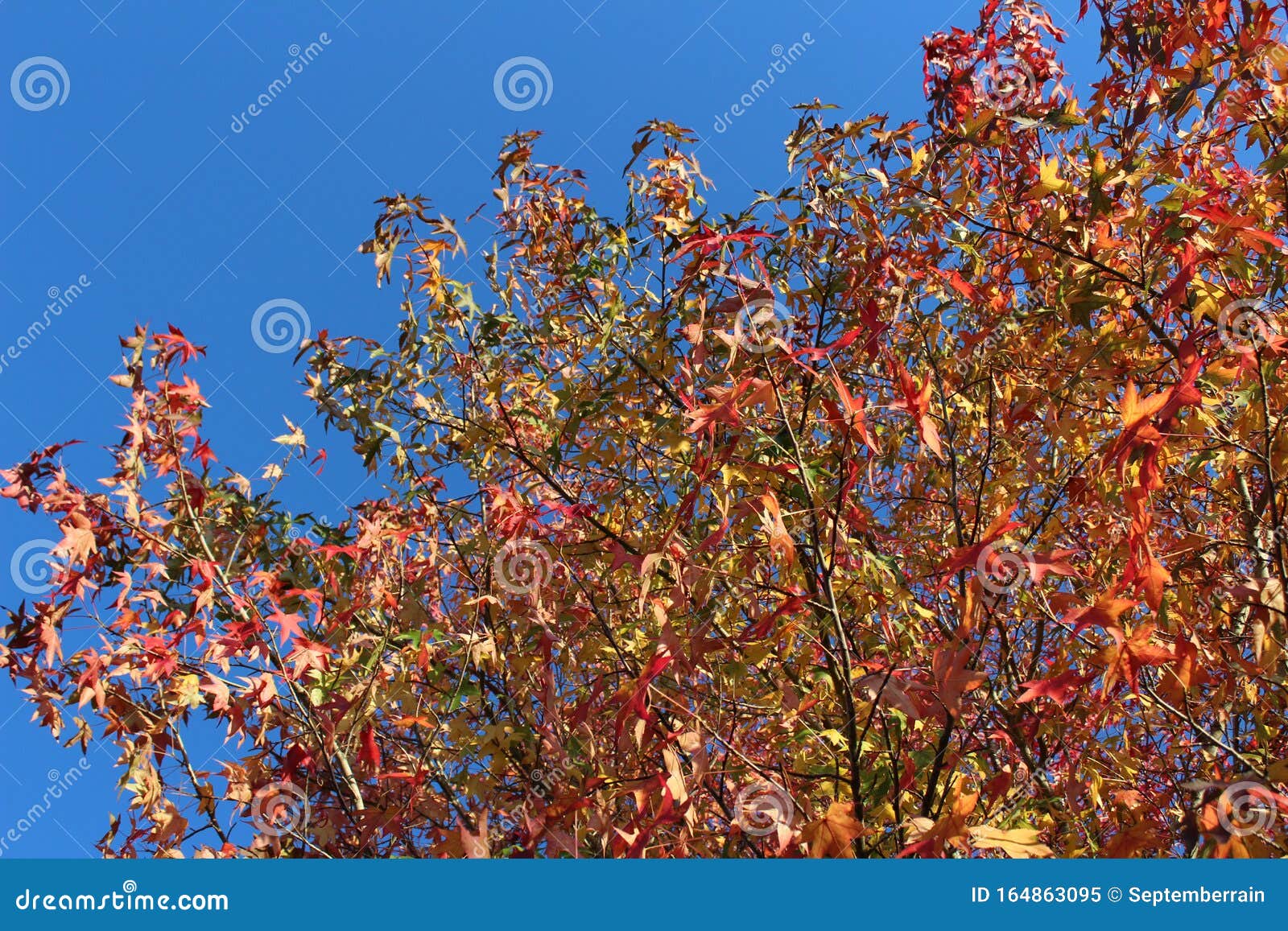 The Splendor of Fall Foliage Stock Image - Image of decorative, forest ...