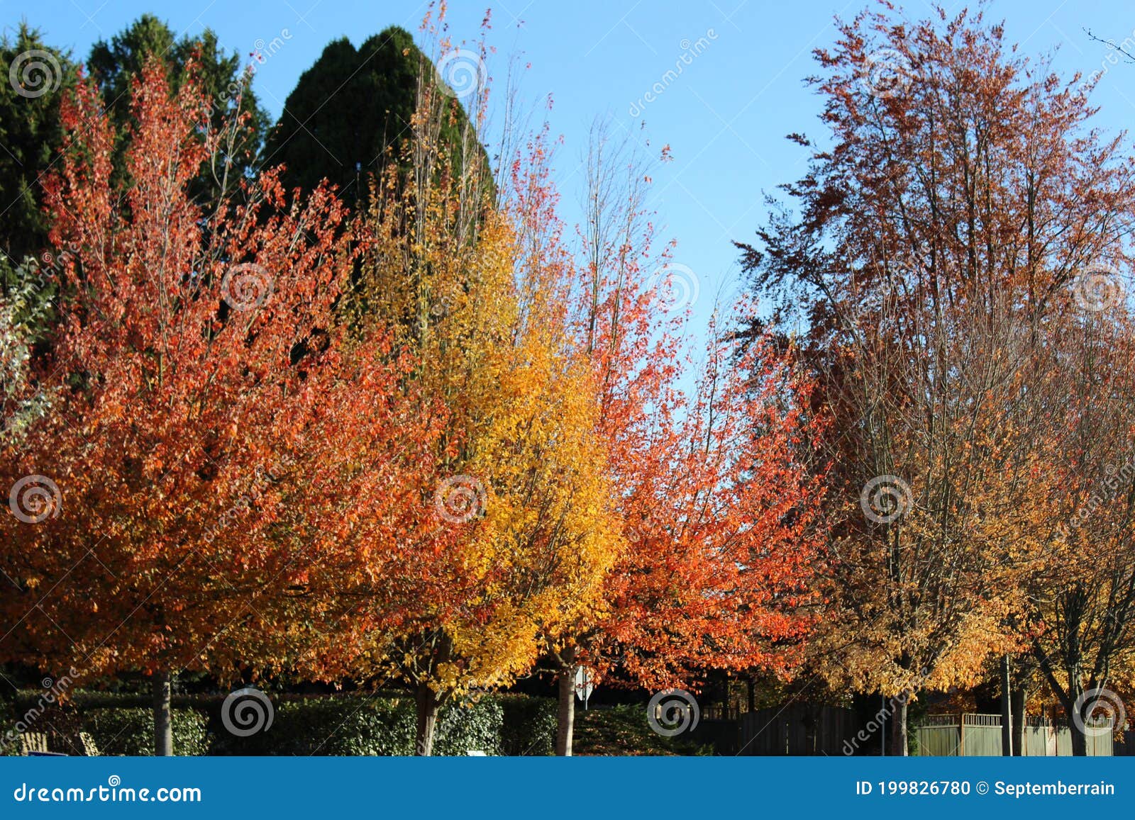 The Splendor of Fall Foliage Stock Photo - Image of avenue, color ...