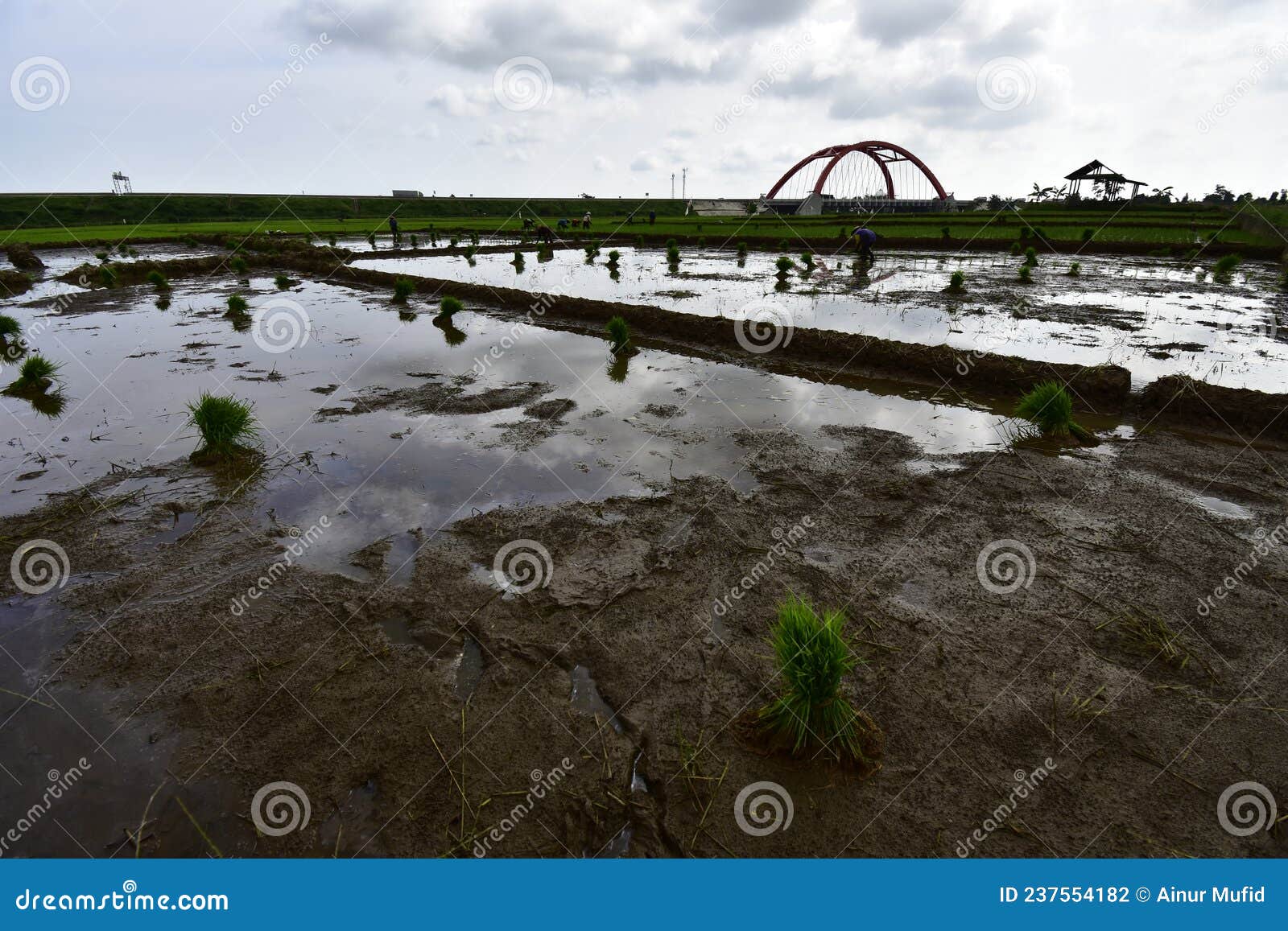 The Splendor of the Kali Kuto Bridge, the Icon of the Trans Java Toll ...