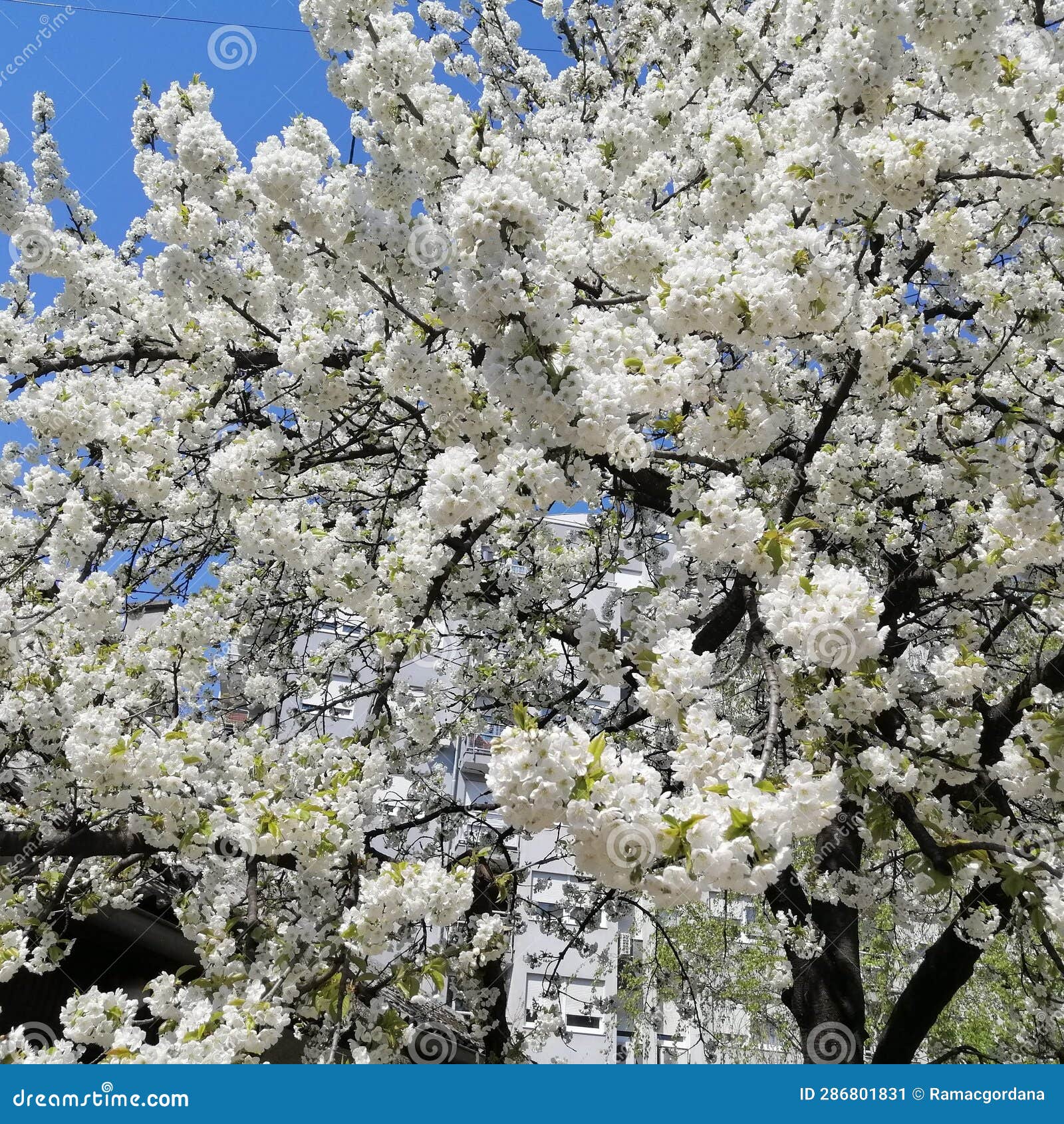 Splendor of spring stock image. Image of flowers, tree - 286801831
