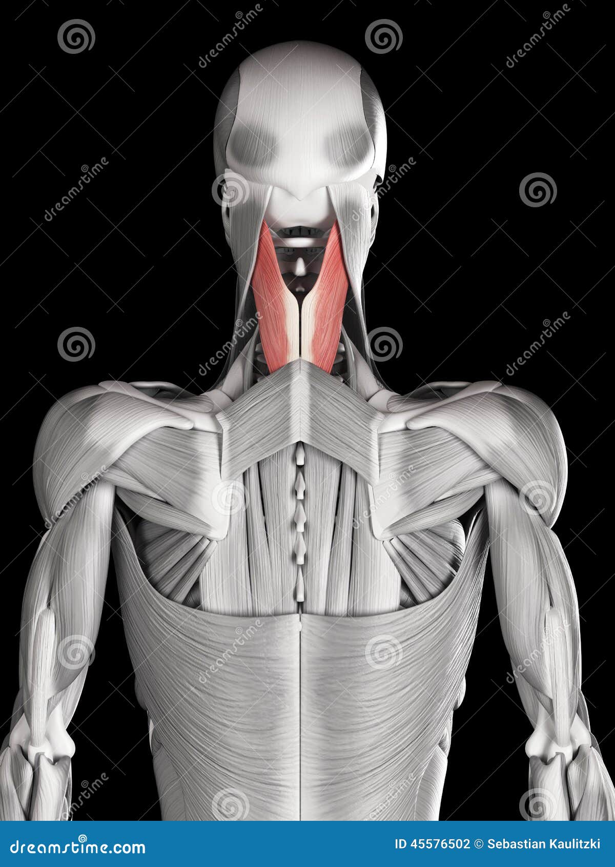 The splenius capitis stock illustration. Illustration of health - 45576502
