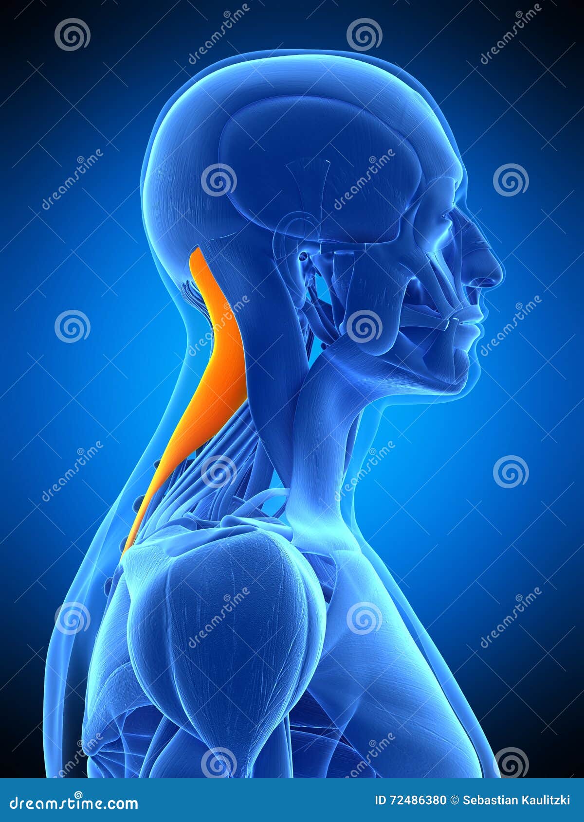 The splenius capitis stock illustration. Illustration of accurate ...