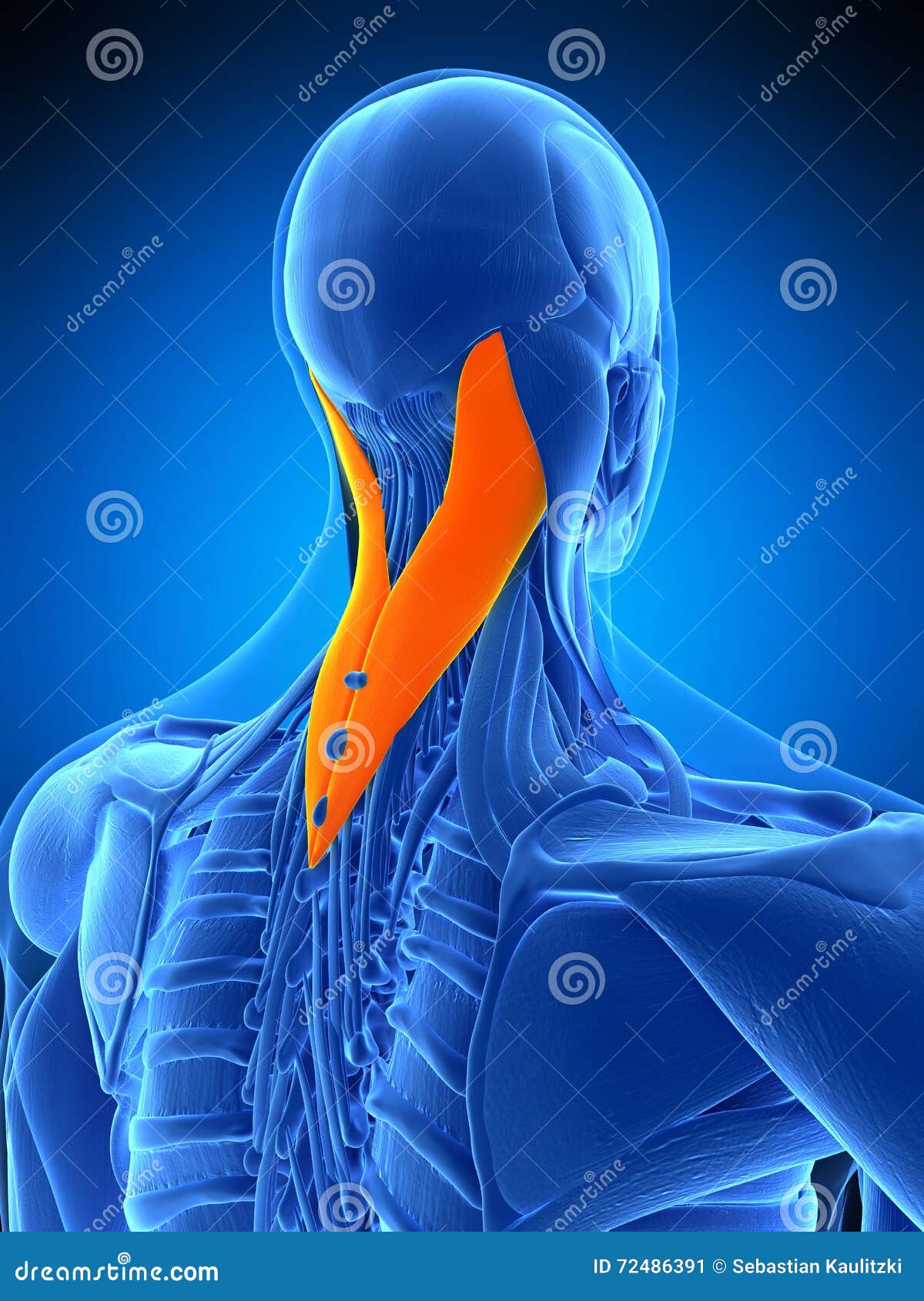 The splenius capitis stock illustration. Illustration of spine - 72486391