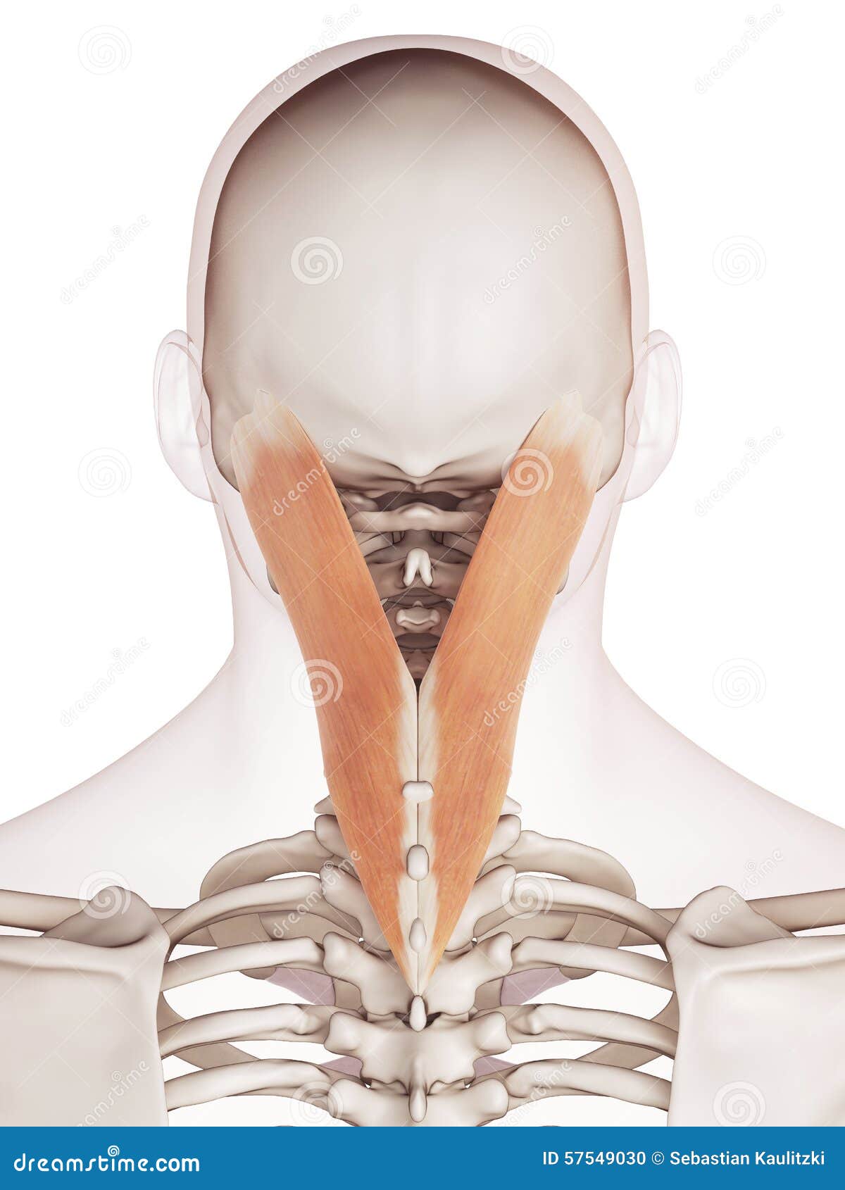 The splenius capitis stock illustration. Illustration of medically ...