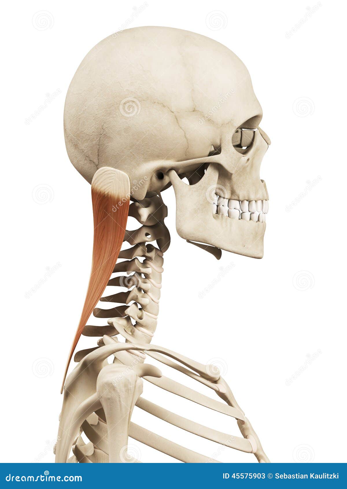 The splenius capitis stock illustration. Illustration of splenius ...