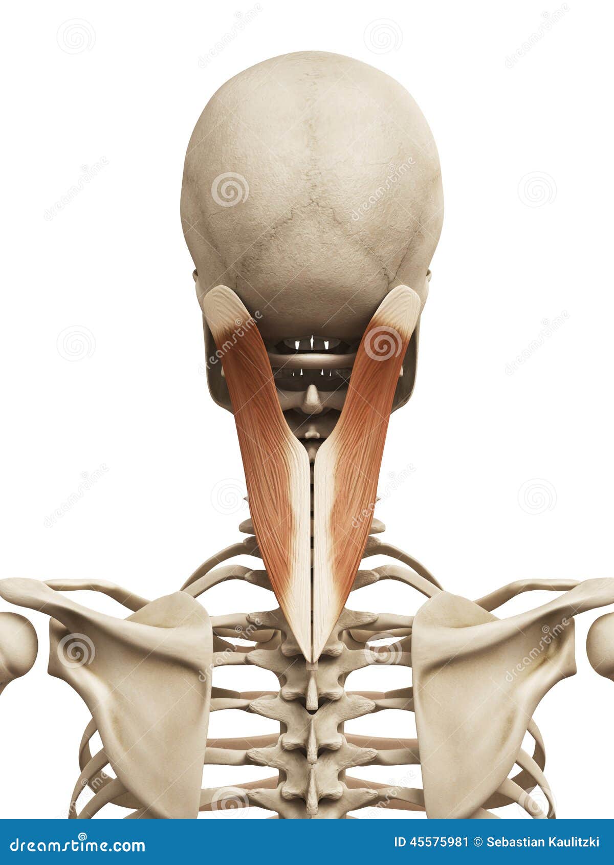 Splenius Capitis Muscle