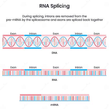 Formation of Mature MRNA through Splicing Scientific Vector ...