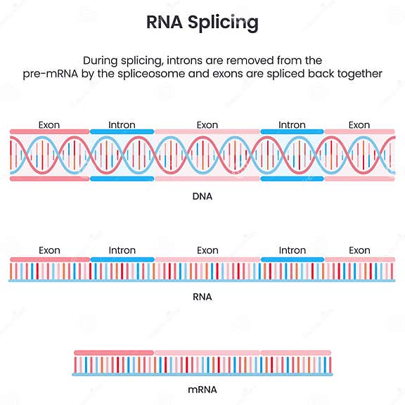 Formation of Mature MRNA through Splicing Scientific Vector ...