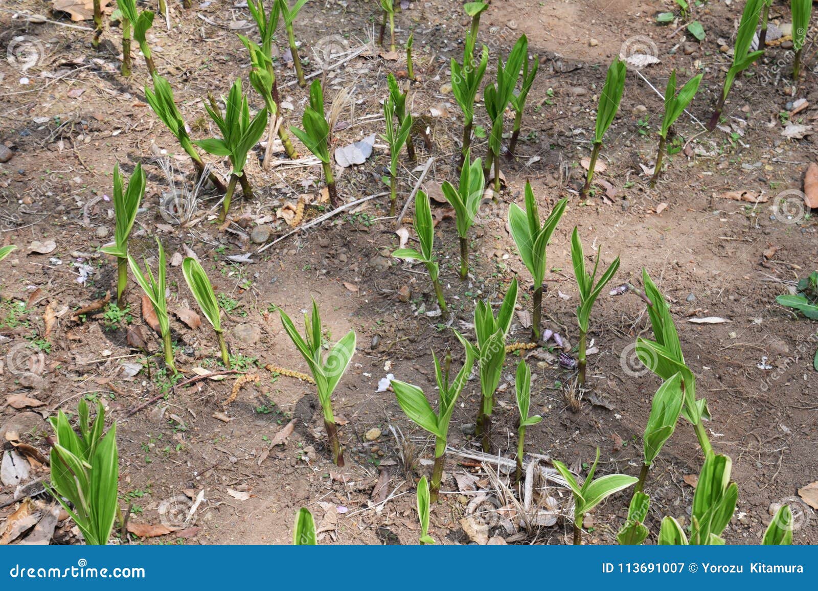 Sprouting of Hyacinth Orchid Stock Image - Image of spring, leaf: 113691007