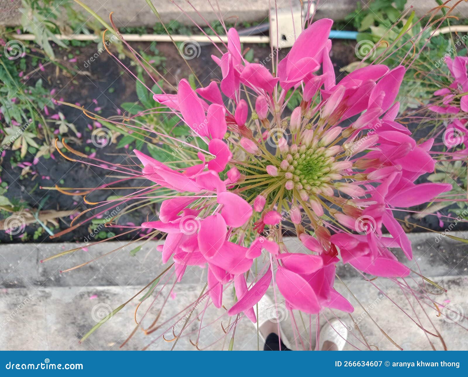 Splinter / Splinter Guava ( Spider Flower ) Stock Image - Image of ...