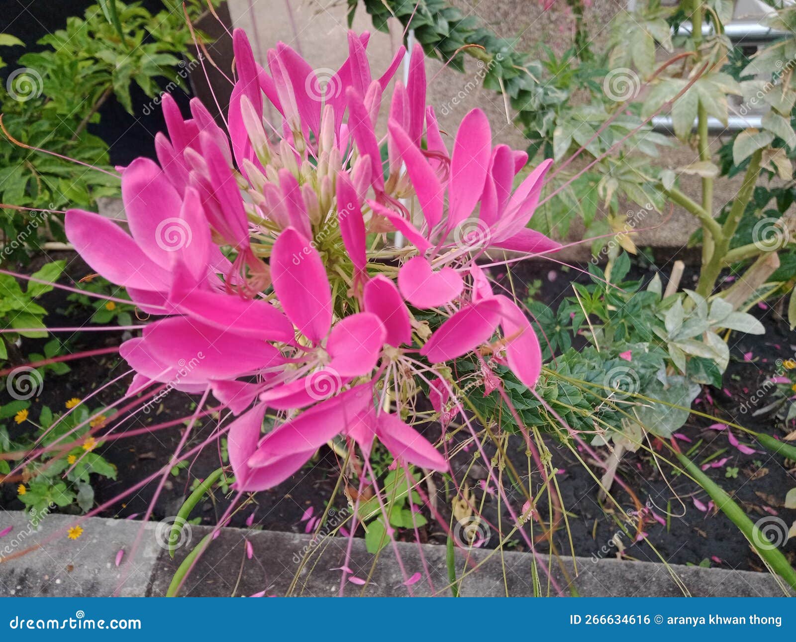 Splinter / Splinter Guava ( Spider Flower ) Stock Photo - Image of ...