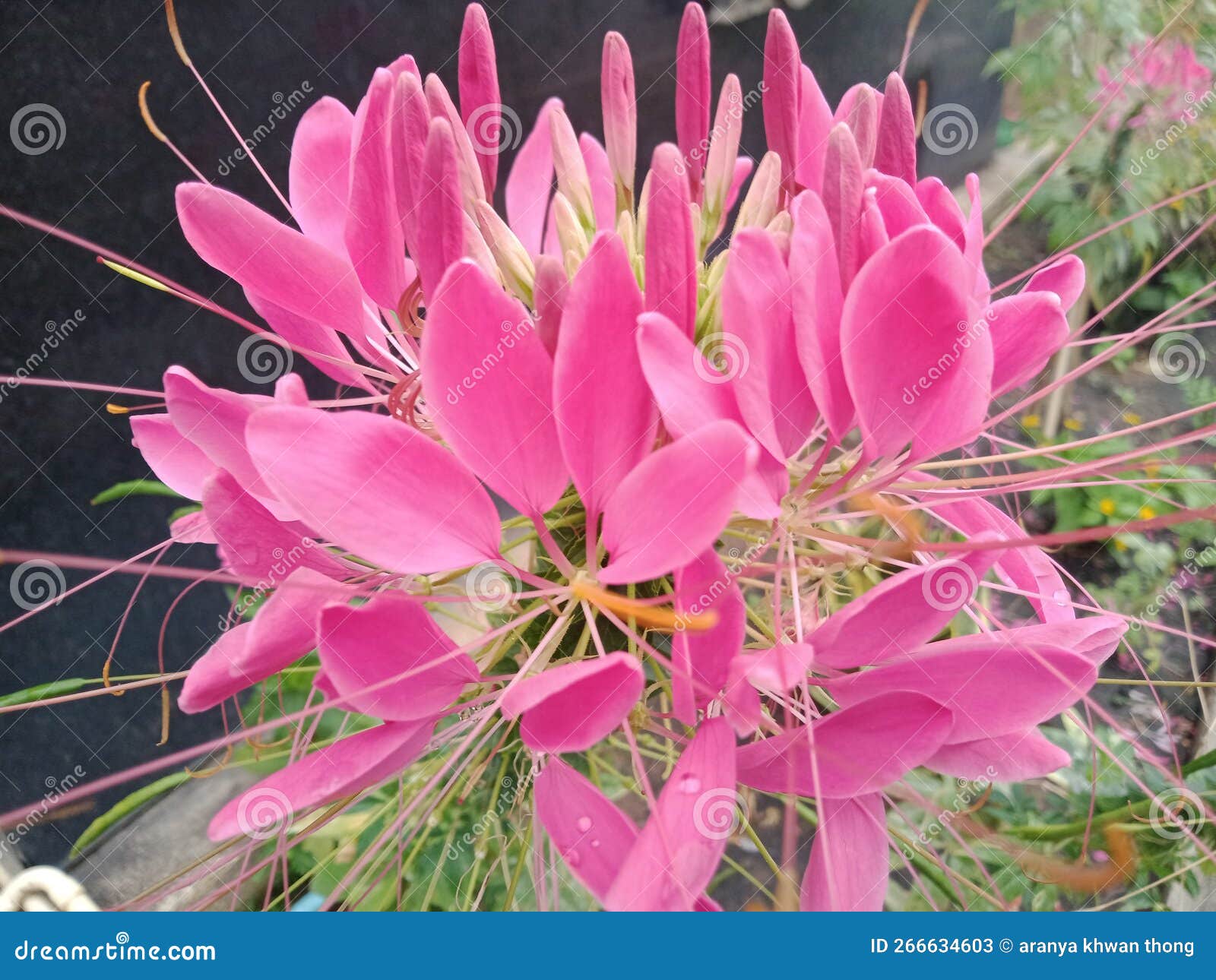 Splinter / Splinter Guava ( Spider Flower ) Stock Image - Image of ...