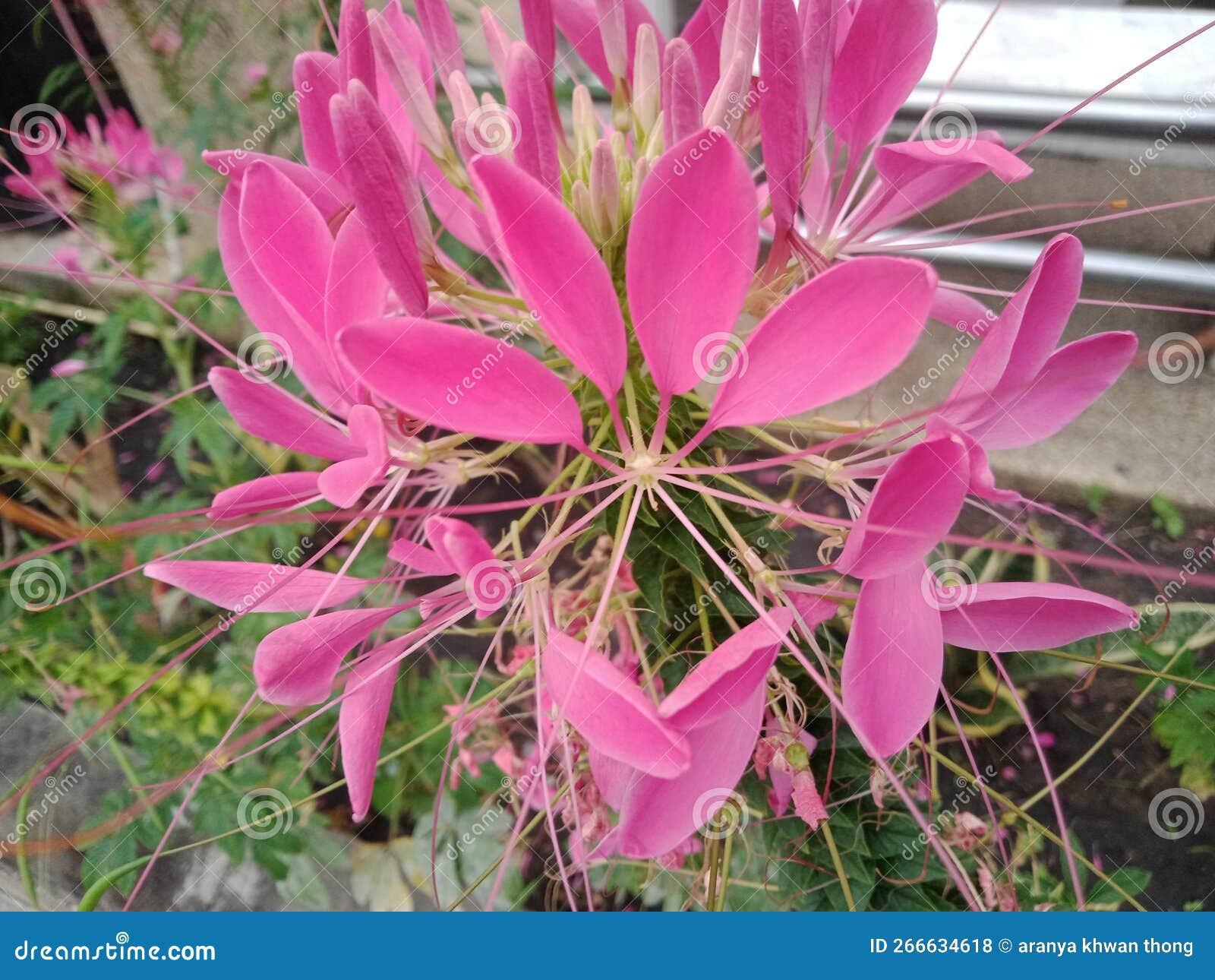 Splinter / Splinter Guava ( Spider Flower ) Stock Photo - Image of ...