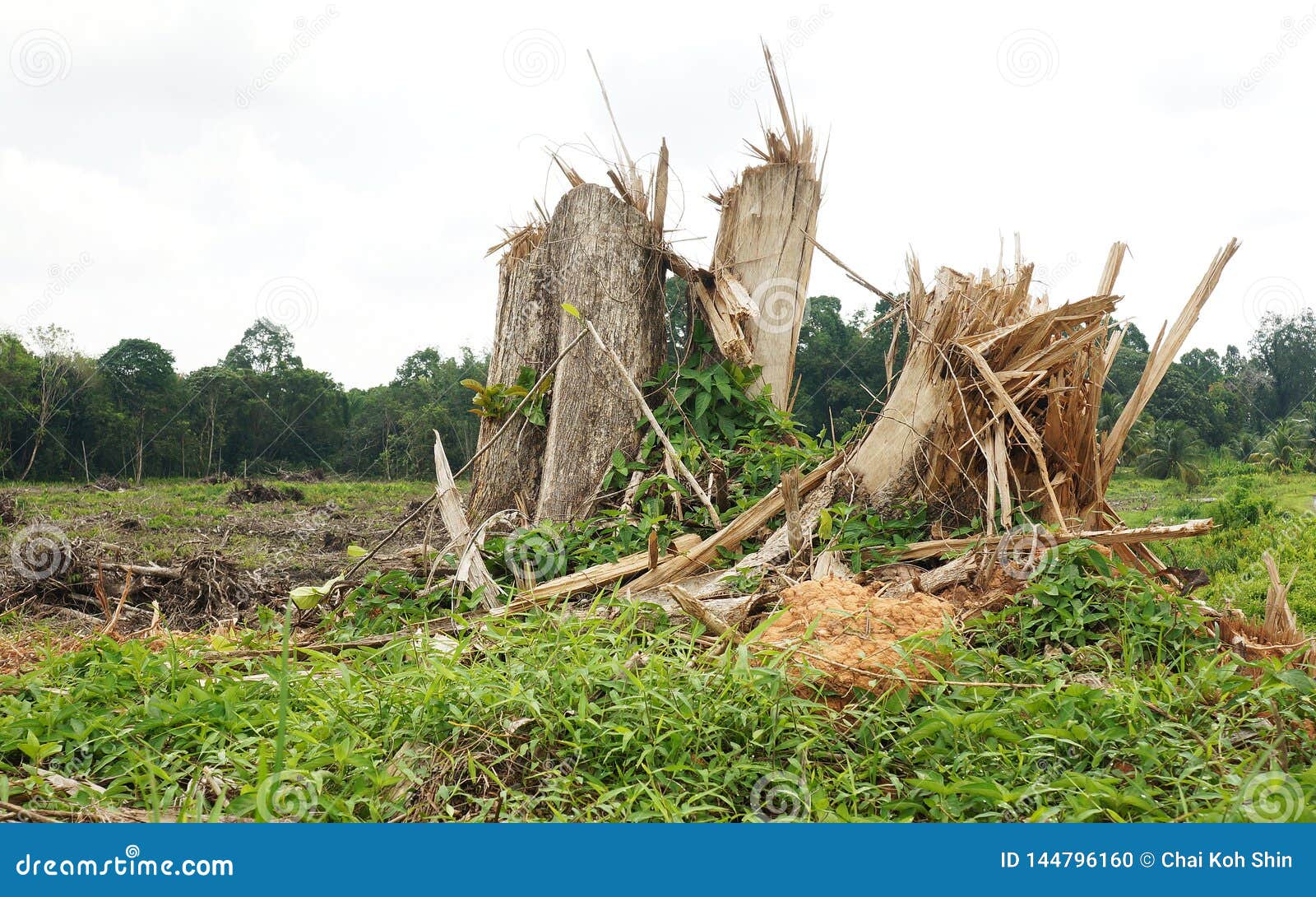 Splinter Tree Stumps after Deforestation Stock Photo - Image of damage ...