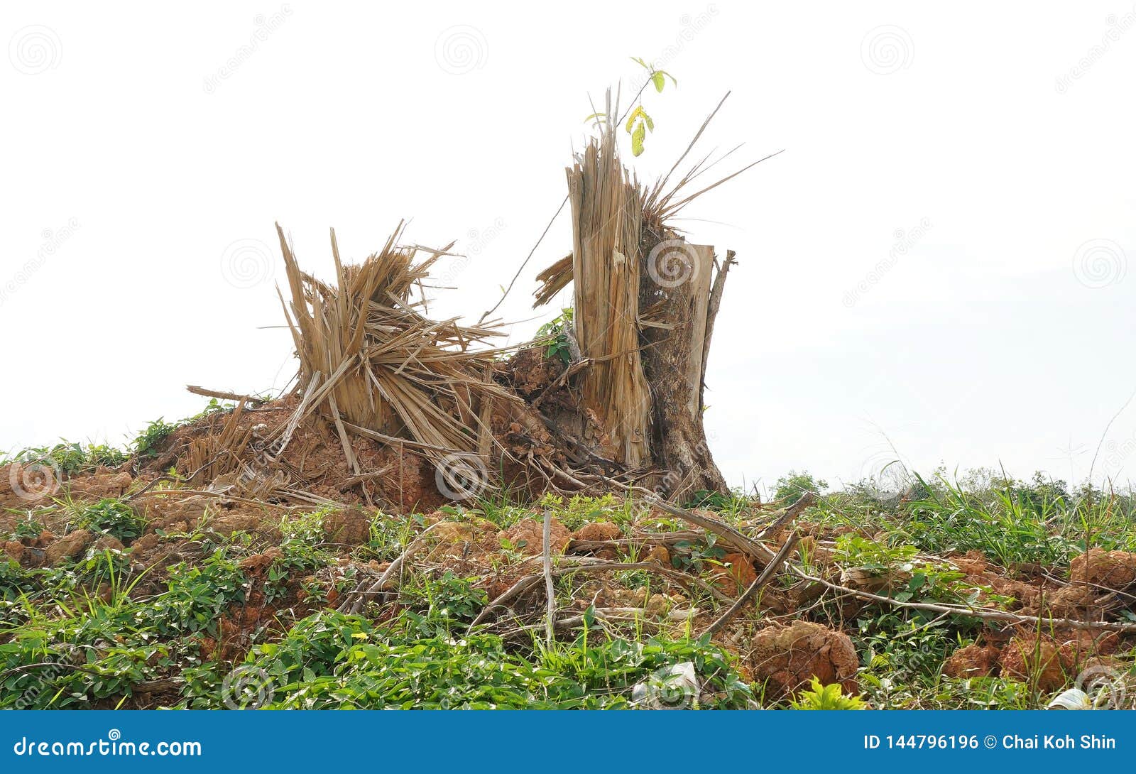 Splinter Tree Stumps after Deforestation Stock Photo - Image of ecocide ...